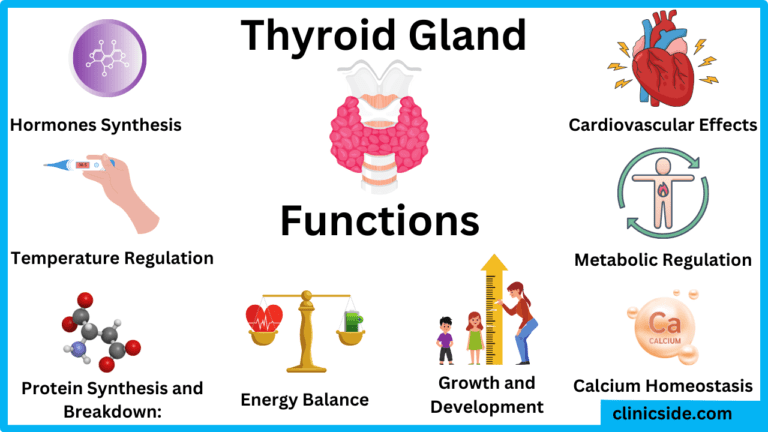 Thyroid Gland Anatomy and Physiology || Clinic Side