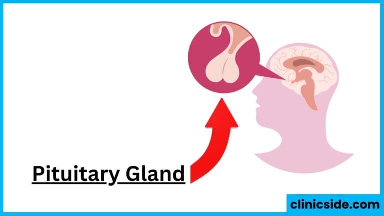 Pituitary Gland, Its Hormones And Functions By Clinic Side