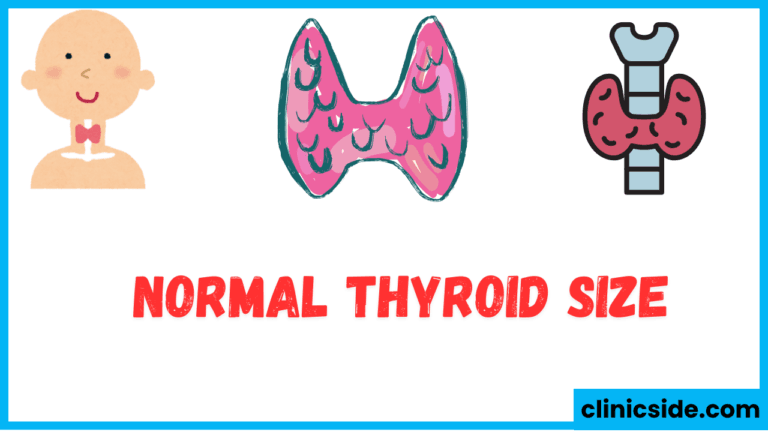 Understanding Normal Thyroid Size: Everything You Need to Know | 2024 | 2025