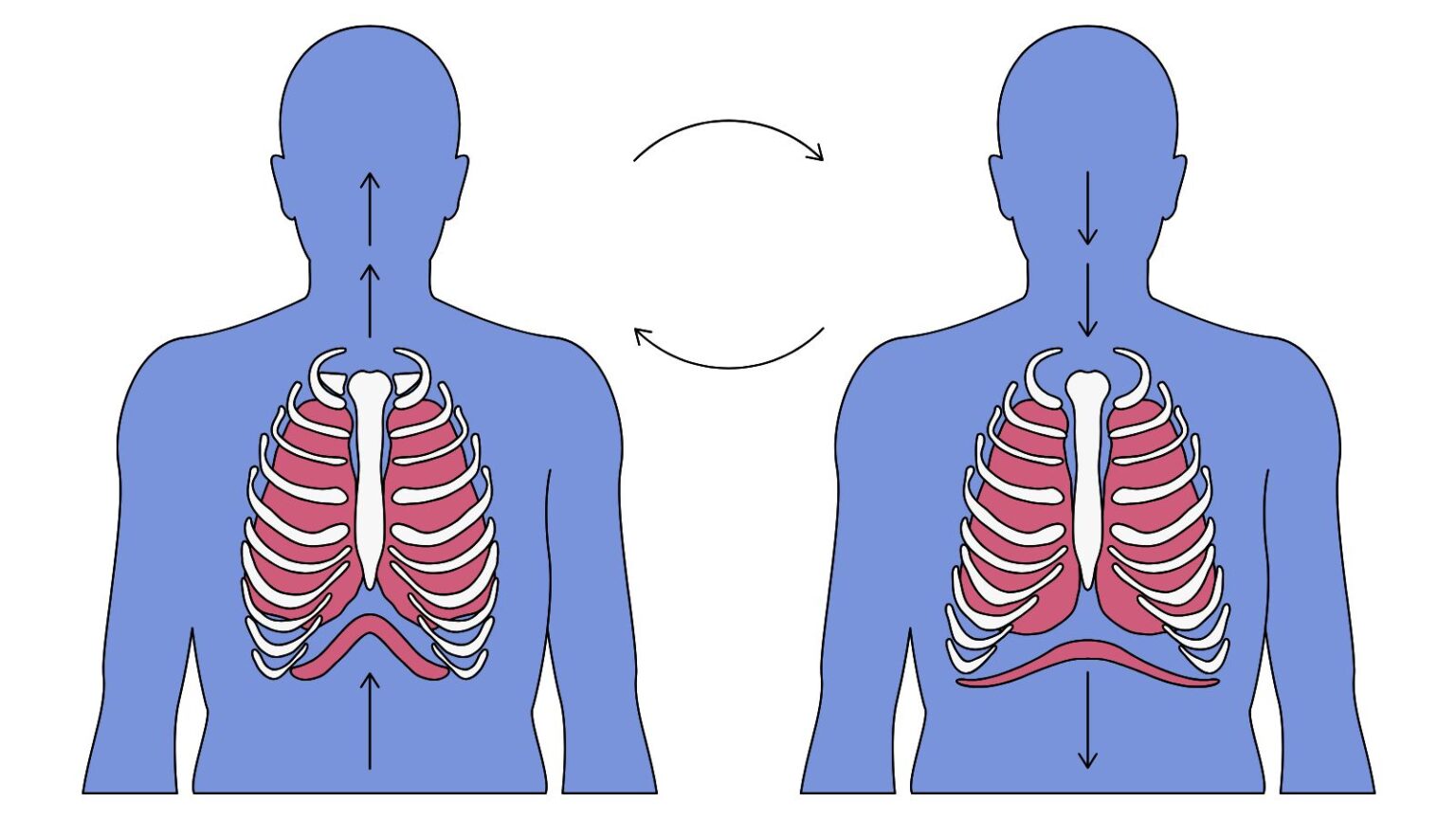 Breathing Mechanism: Inhalation and Exhalation Explained for Students ...