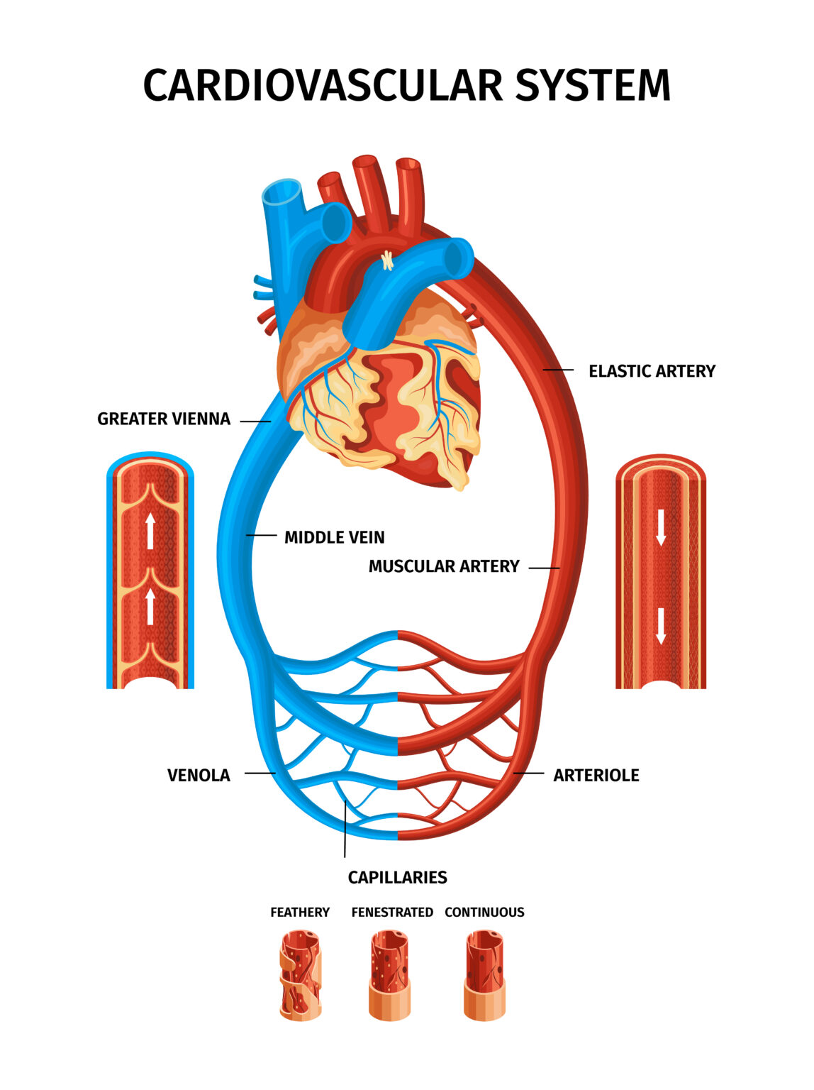 Types of Blood Vessels Explained: Arteries, Veins, Capillaries & Their ...