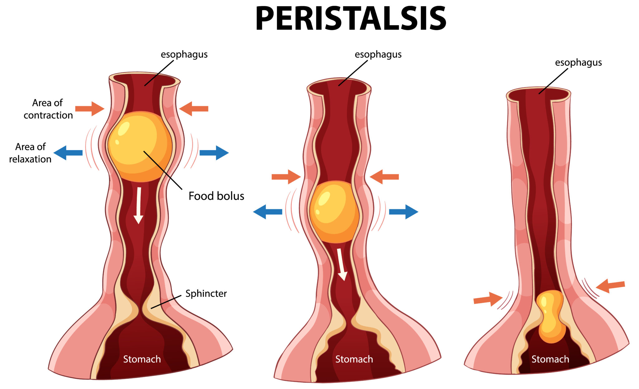 Peristalsis Movement: Involuntary Muscle Movement in the Digestive ...