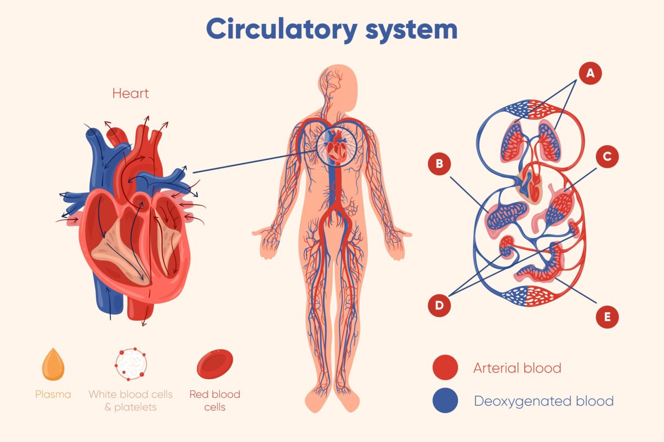 Circulation of Blood in the Human Body: Types, Pathways, and Importance ...